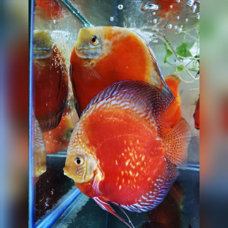Jual Sepasang ikan Discus Red Valentine Pair baru dicommtank foto ikan ...