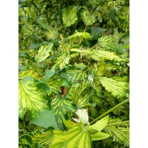 Jual bibit waru wayang bahan bonsai | Shopee Indonesia