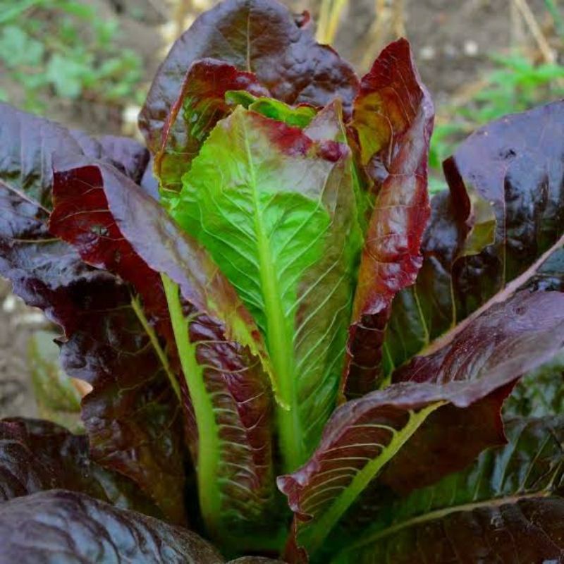 Jual benih SELADA RED ROMAINE isi 50 biji | Shopee Indonesia
