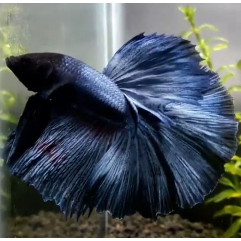 Jual Cupang Hm Rosetaile Warna SteelBlue Ukuran L+ Sudah Full Block ...