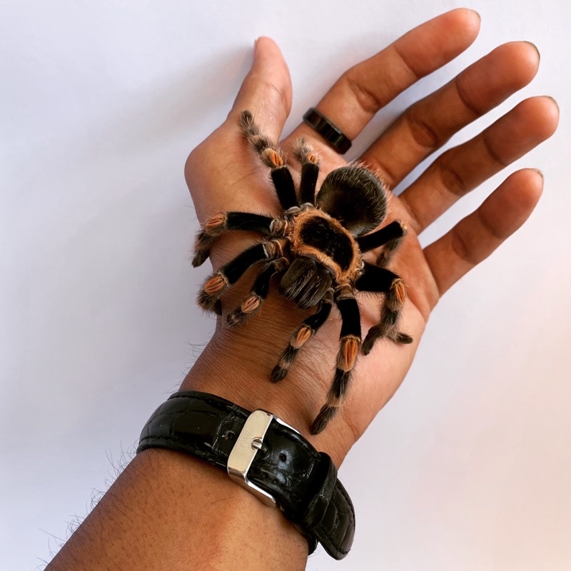 Jual Hewan Mainan Lucu - Action Figure - Prank Toy - Reptil / Reptile ...