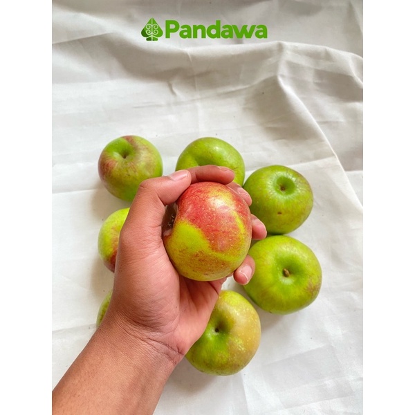 Jual Apel Rome Beauty 1Kg / Apel Malang / Oleh-Oleh Khas Batu Malang ...