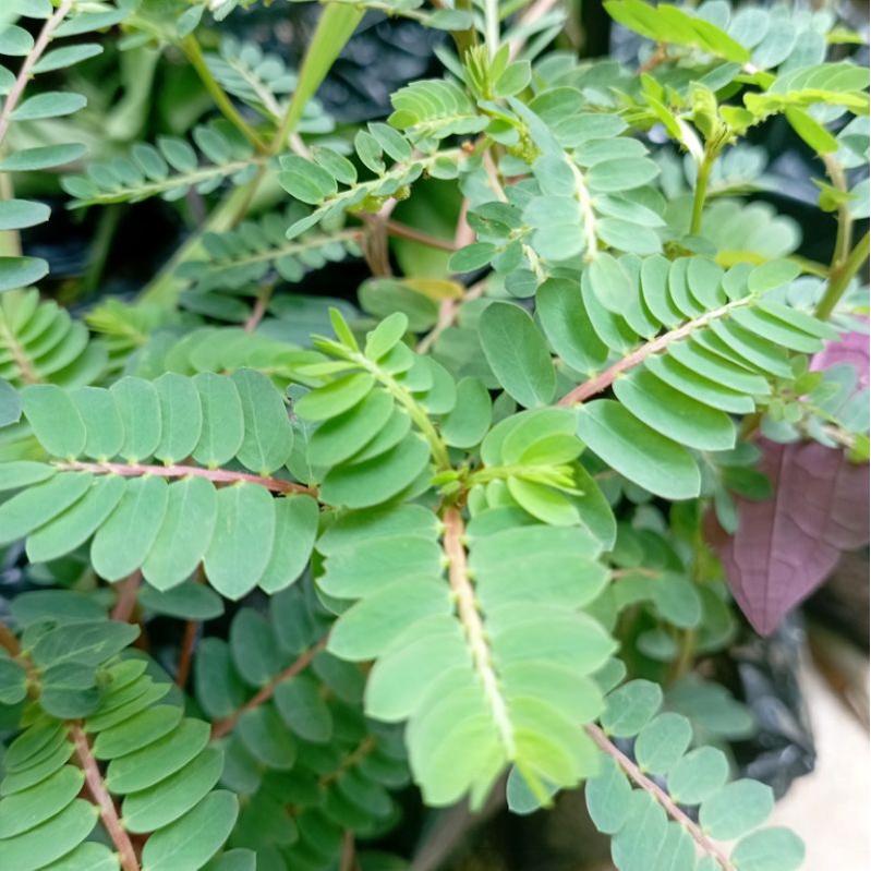 Jual Tanaman Herbal Daun Meniran Merah/Bibit Tanaman Meniran Merah ...
