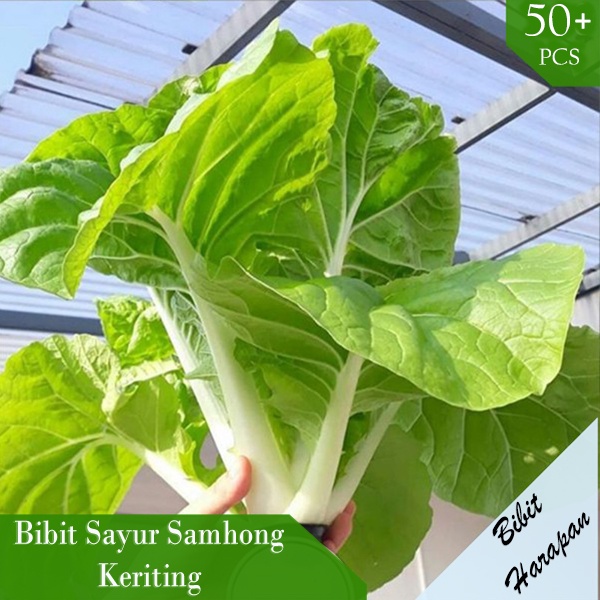 Jual Bibit Benih Biji Sayur Sawi Samhong Keriting | Shopee Indonesia