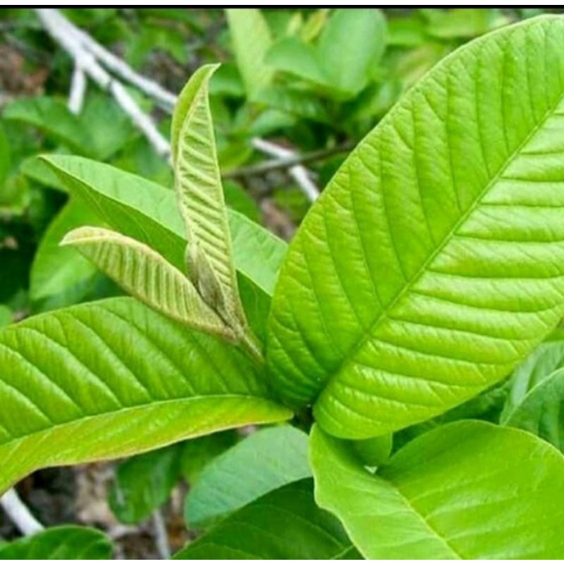 Jual DAUN JAMBU BIJI/JAMBU BATU | Shopee Indonesia