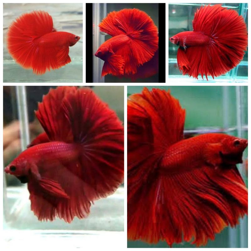 Jual Cupang Halfmoon Super red - Super red HM real pict | Shopee Indonesia