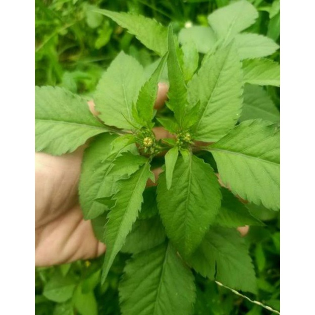 Jual Daun Hareuga Segar 1 Kg / Daun Anjeran / Daun Katul / Daun Ketul ...