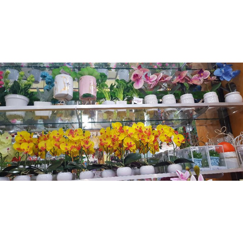 Jual bunga anggrek mini pot keramik | Shopee Indonesia