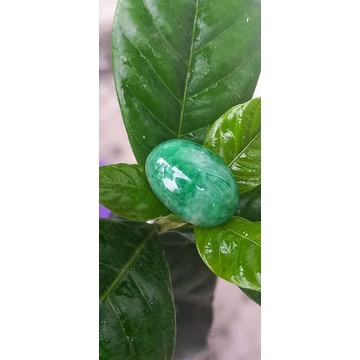 Jual GIOK BURMA (MYANMAR) | Shopee Indonesia