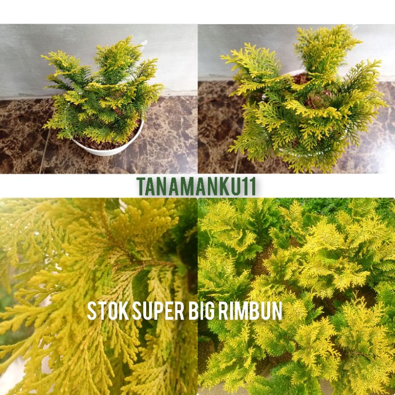 Jual tanaman cemara inoki emas big super rimbun stok super | Shopee ...