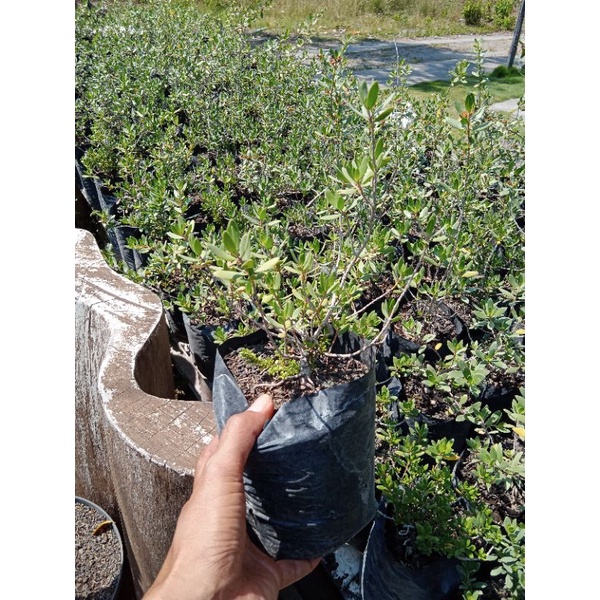 Jual BONSAI SANTIGI VARIAN MAWAR SUPER BAHAN BONSAI SUPER | Shopee ...