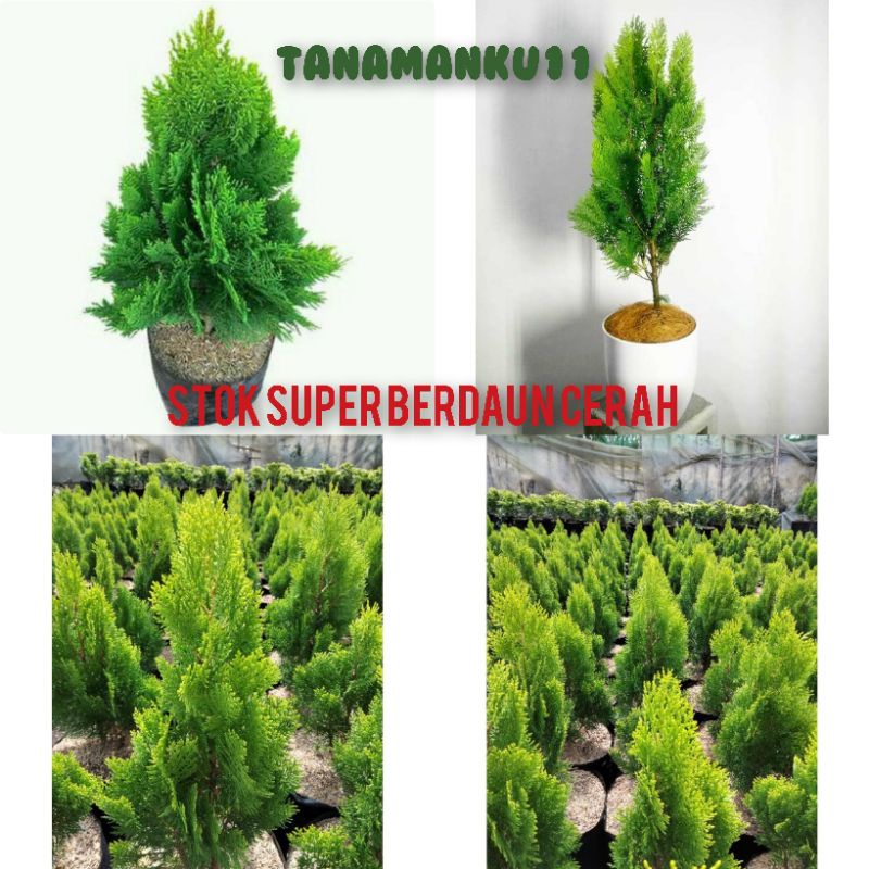 Jual tanaman cemara kipas rimbun tinggi -+65cm stok super | Shopee ...