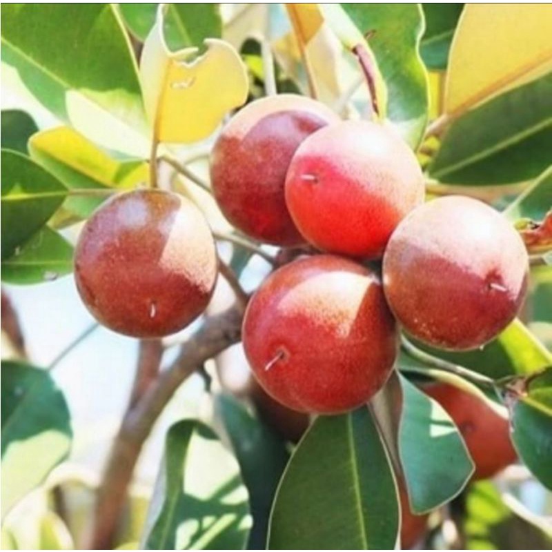 Jual Bibit Sawo Kecik / Manilkara Kauki, Cepat Berbuah | Shopee Indonesia