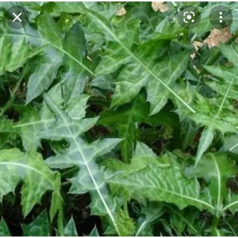 Jual Daun daruju druju jaruju segar 100grm obat herbal | Shopee Indonesia