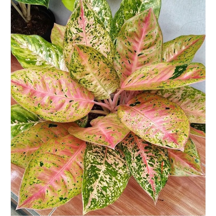 Jual Aglonema Red Pride of Sumatra Tanaman Aglonema Hidup Bunga ... Jual Aglonema Red Pride of Sumatra Tanaman Aglonema Hidup Bunga ...
