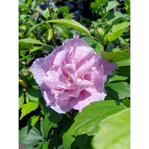 Jual Tanaman hias hibiscus unggu tumpuk / bunga sepatu / bunga ribang ...