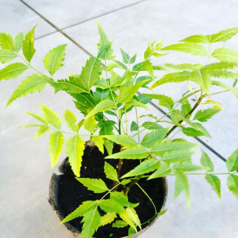 Jual Tanaman herbal daun mimba / daun neem / neem tree / margosatree ...
