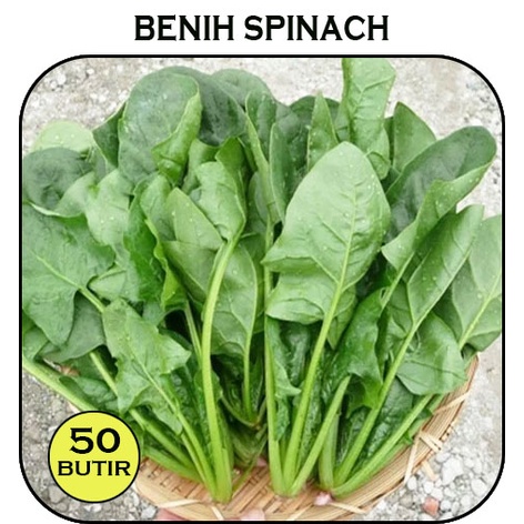Jual Benih Eceran Spinach Bayam Jepang isi 50 Butir | Shopee Indonesia