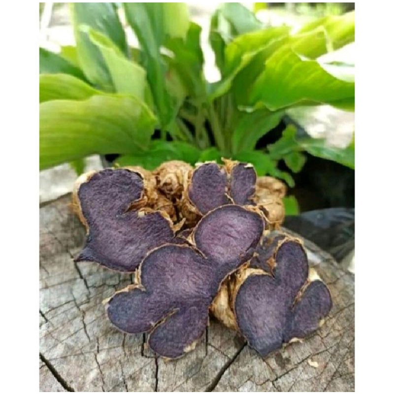 Jual KUNYIT HITAM (asli) super 100gr | Shopee Indonesia