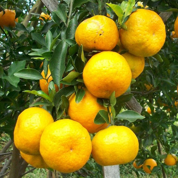 Jual Bibit Tanaman Jeruk Keprok Terigas/ Bibit Jeruk Trigas Berbunga ...