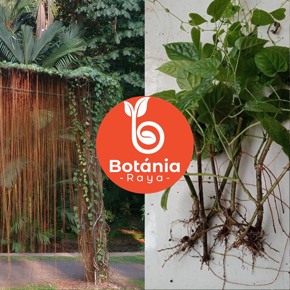 Jual Tanaman hias akar gantung merah Curtain ivy l tanaman anti polusi ...