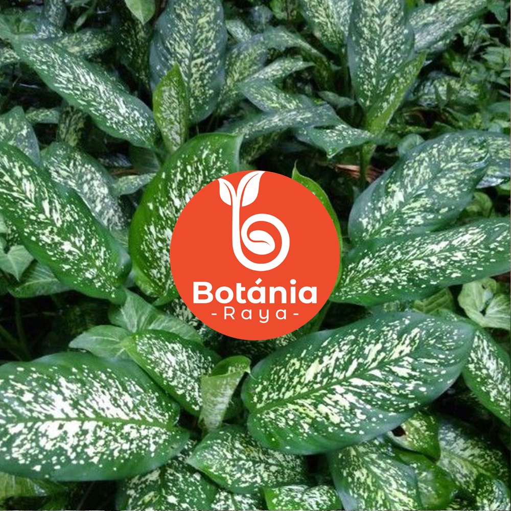 Jual Aglonema beras tumpah / beras kutah / beras wutah tanaman hias ...