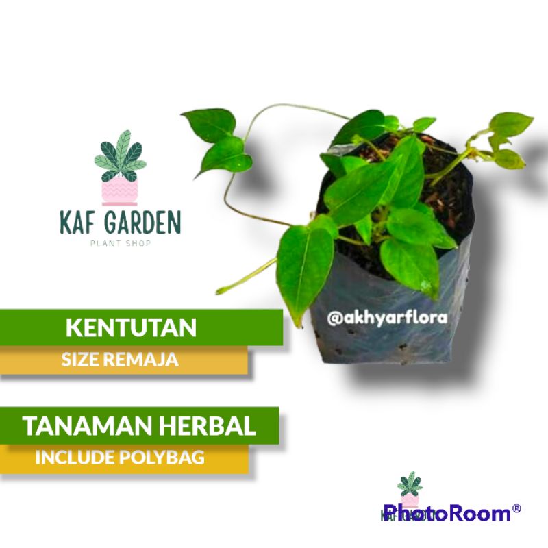 Jual simbukan kentutan tanaman herbal daun simbukan daun kentutan ...