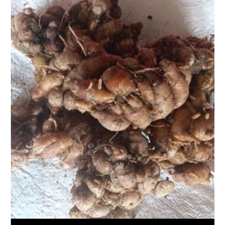 Jual KENCUR CIKUR size SUPER SEGAR 1kg | Shopee Indonesia