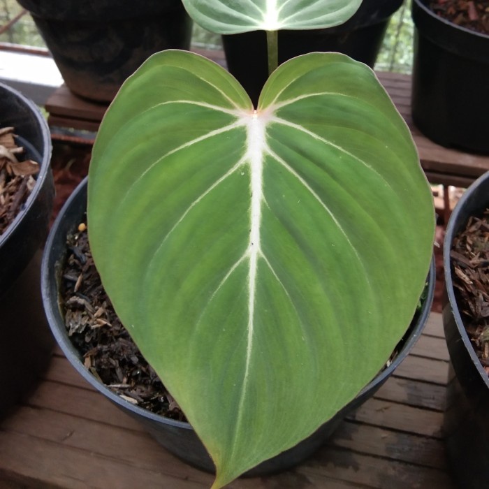 Jual TANAMAN HIAS PHILODENDRON/PHILO GLORIOSUM | Shopee Indonesia