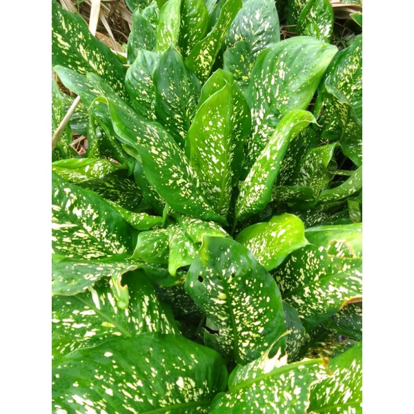 Jual Bunga Sri Rezeki (Berakar) | Shopee Indonesia