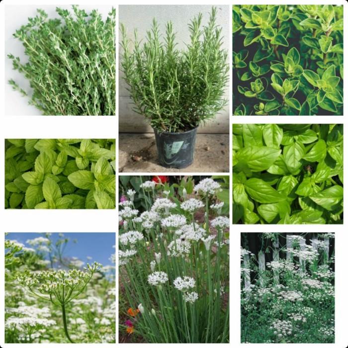 Jual Paket Hemat 8 Jenis Biji/Benih Herb Mint Basil Rosemary Thyme ...