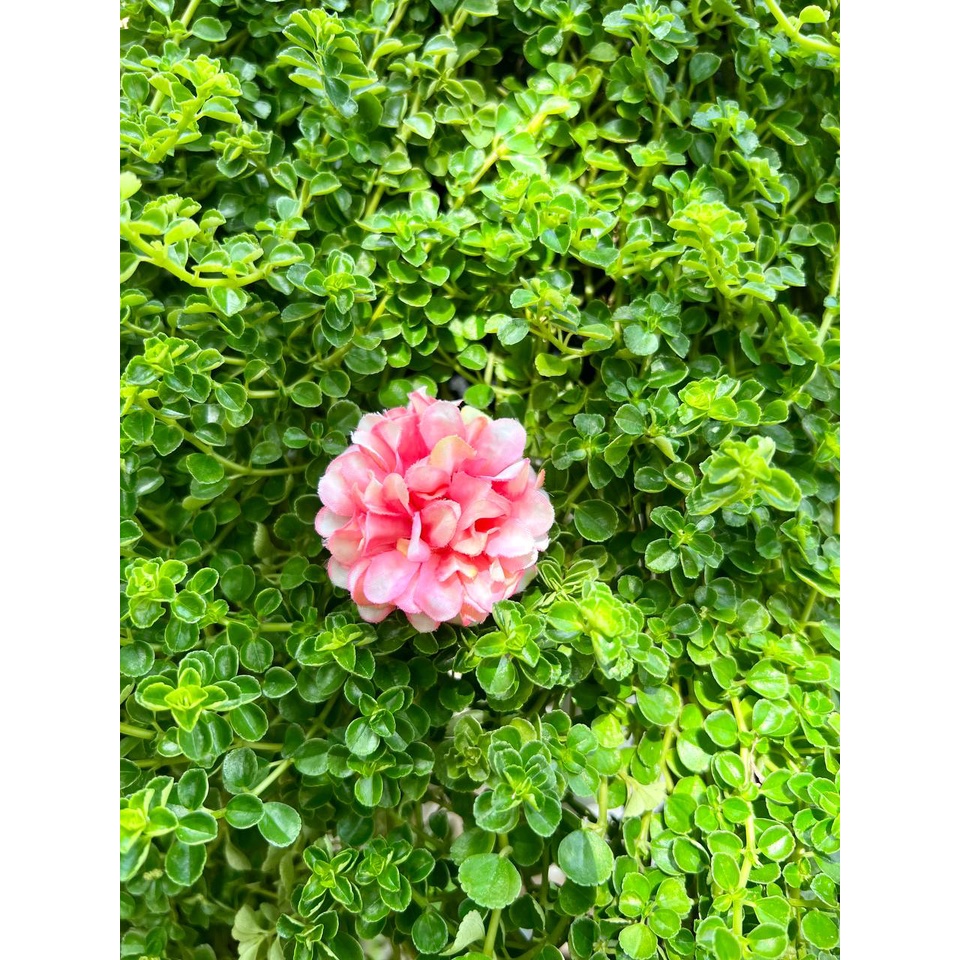 Jual 1PC Kelopak Kepala Bunga HYDRANGEA Plastik - Dekorasi Bunga Hias ...