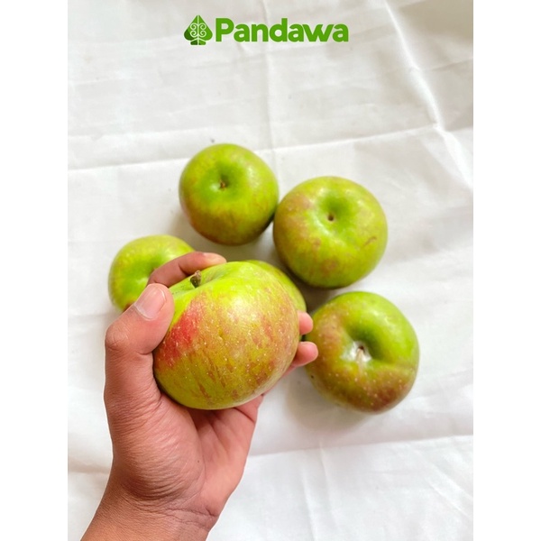 Jual Apel Rome Beauty 1Kg / Apel Malang / Oleh-Oleh Khas Batu Malang ...