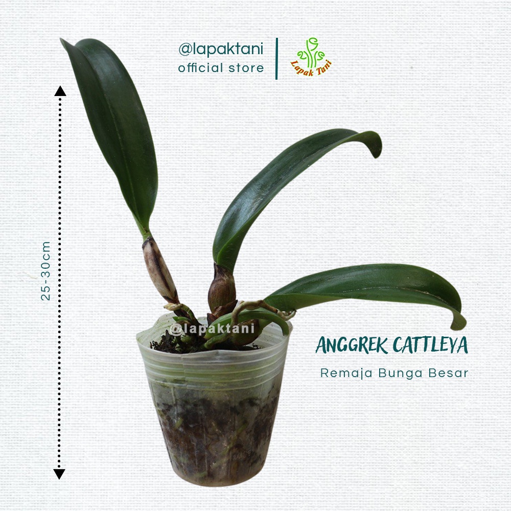 Jual Anggrek Cattleya Hybrid Remaja Bunga Besar Murah | Shopee Indonesia