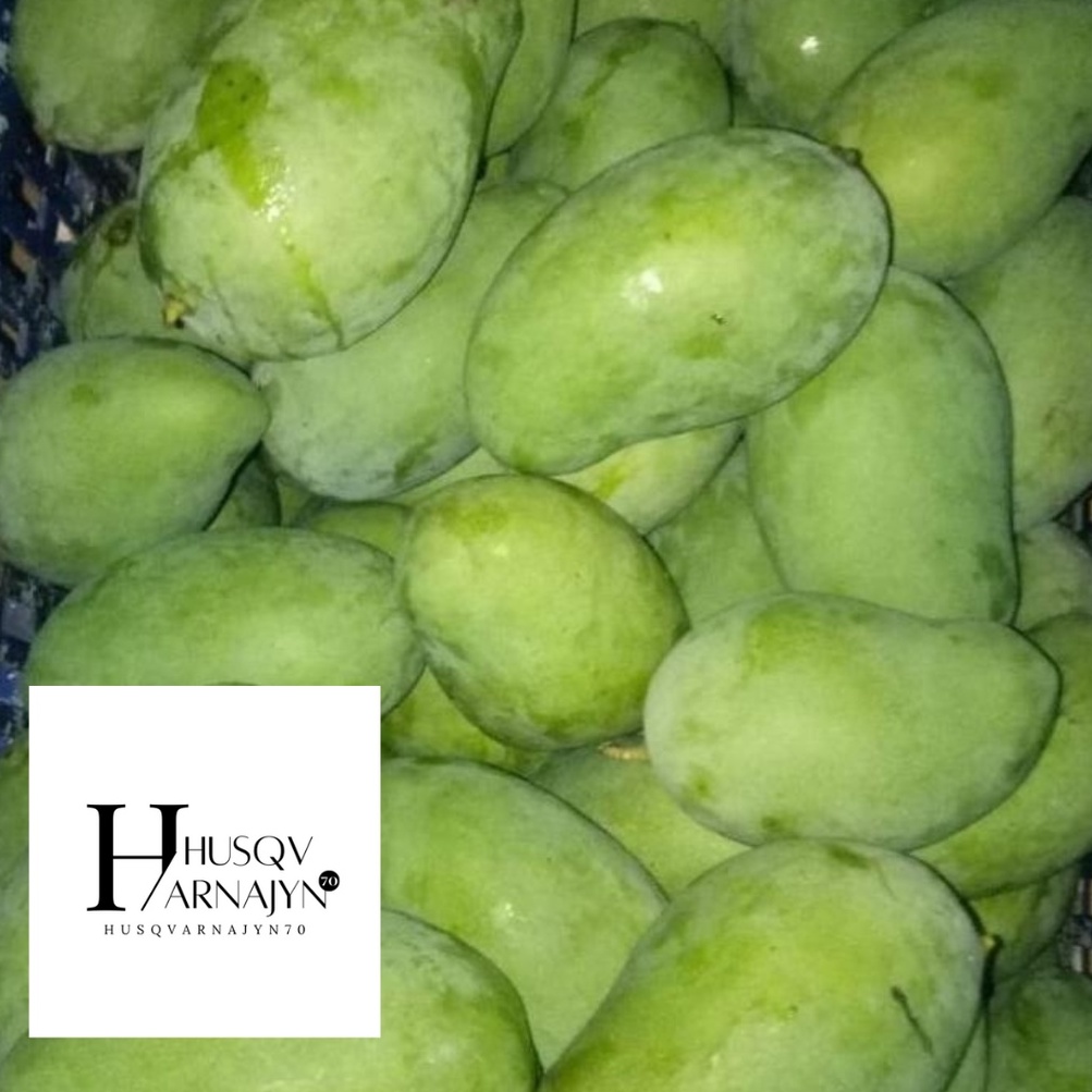 Jual buah mangga indramayu tua rujak asem manis ngidam mentah muda ...