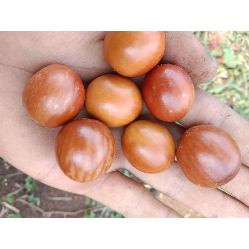 Jual Bibit biji buah sawo mentega alkesa campoleh siap tanam | Shopee ...