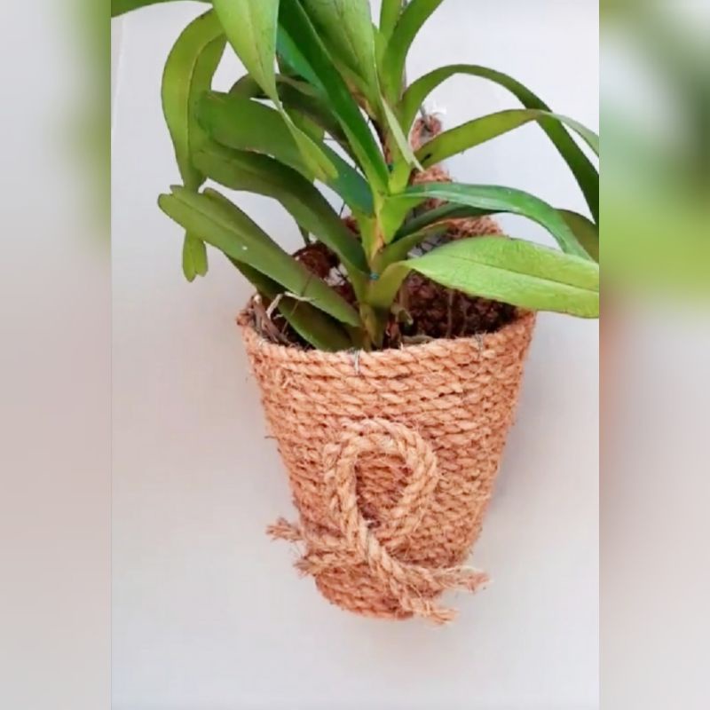 Jual Pot anggrek tempel dinding krucut tali sabut kelapa | Shopee Indonesia