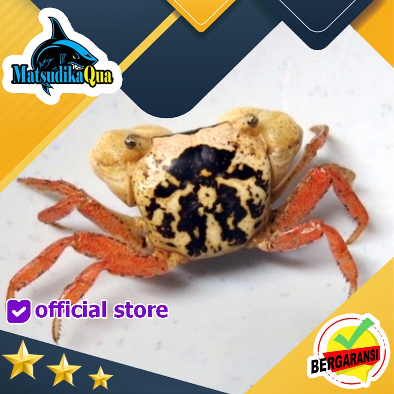 Jual Kepiting Hias Batik Crab Aquarium Paludarium Aquascape | Shopee Indonesia
