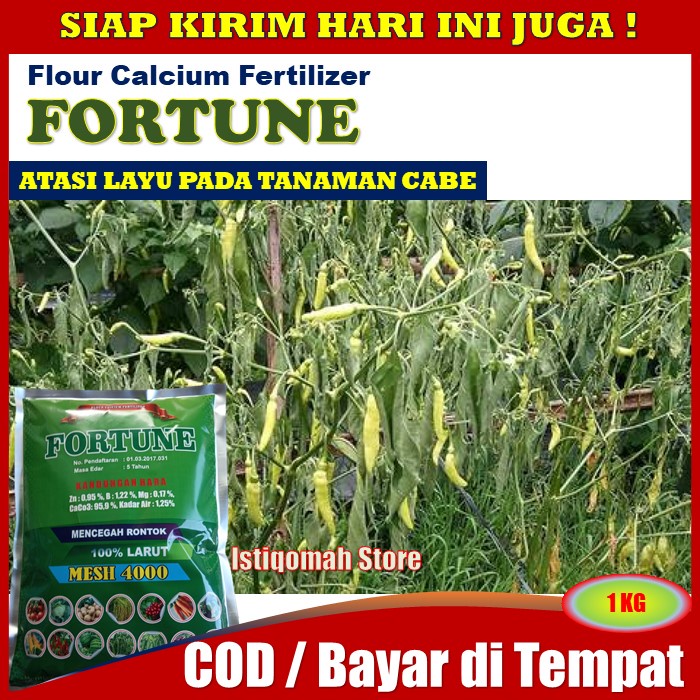 Jual Obat Layu Pada Tanaman Cabe FORTUNE 1 KG Pupuk Kalsium Obat Anti Layu Pada Tanaman Cabe ...