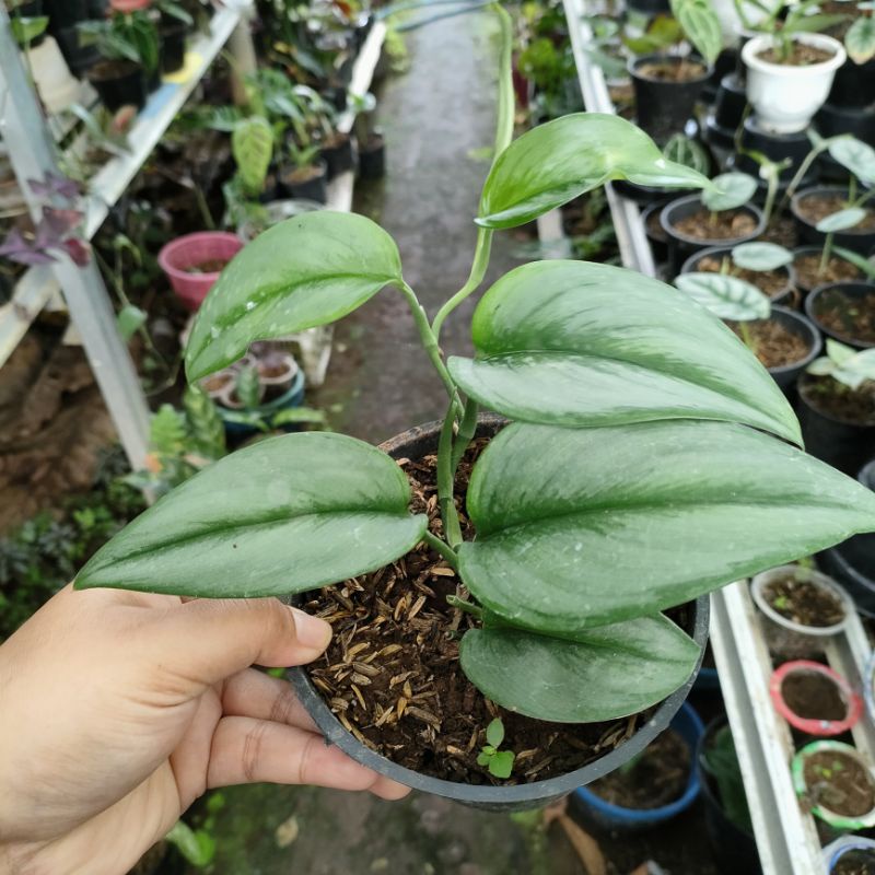 Jual Macam-macam tanaman sirih-sirihan, sirih gading sirih silver sirih ...