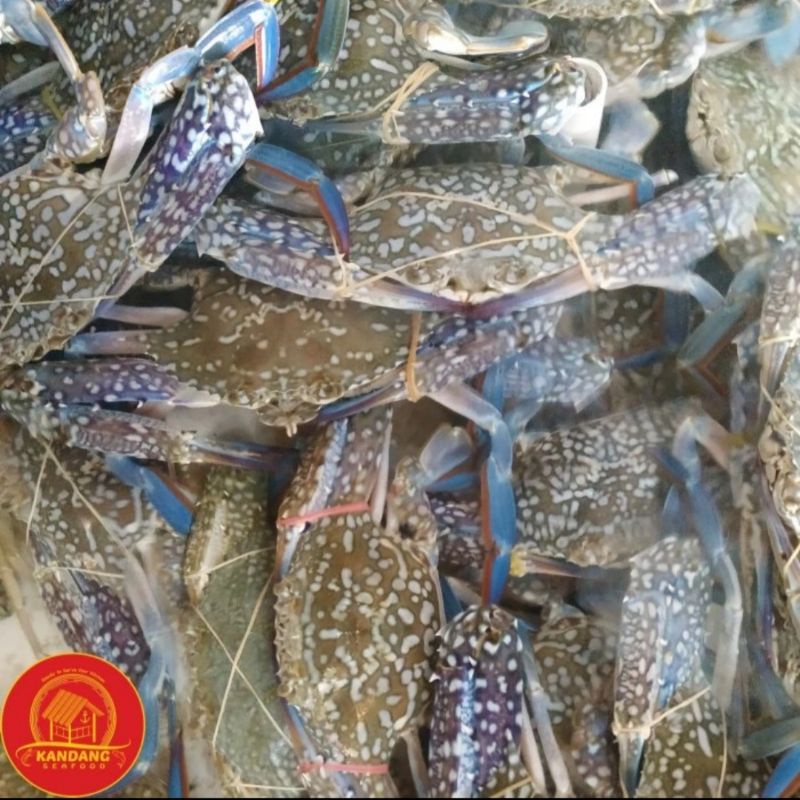 Jual Kepiting Rajungan Fresh Frozen | Shopee Indonesia