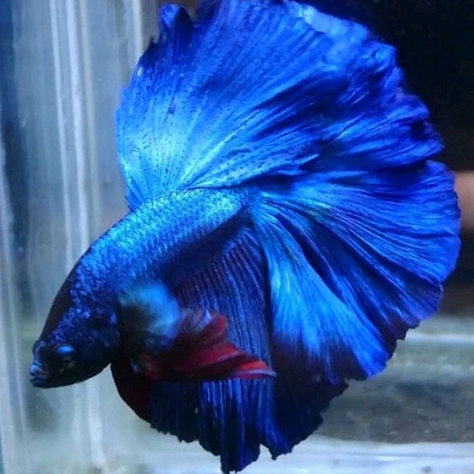 Jual Cupang Hm Rosetaile Warna Royal Blue Ukuran L+ Sudah Full Block ...