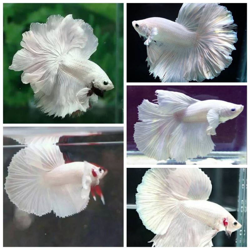 Jual Cupang Halfmoon white platinum - ikan cupang warna putih | Shopee ...