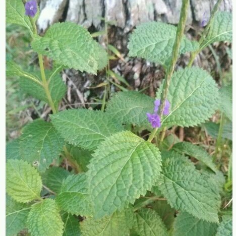 Jual Daun Pecut Kuda 50 gram - Daun Jarong / Tanaman Obat Herbal alami ...