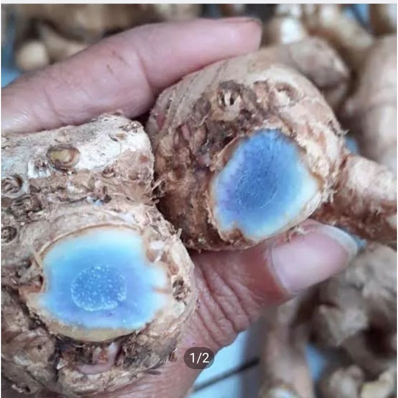 Jual temu Ireng,temu hitam murah | Shopee Indonesia