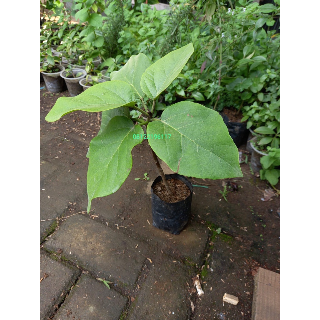Jual Bibit Pohon Jati mas | Shopee Indonesia