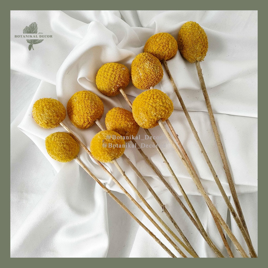 Jual Dried Flower Jumbo Billy Button/ Craspedia Bunga Kering Hiasan ...