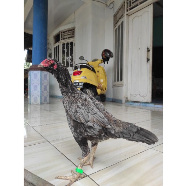 Jual Ayam betina atau indukan Bangkok Birma brewok warna cantik ...