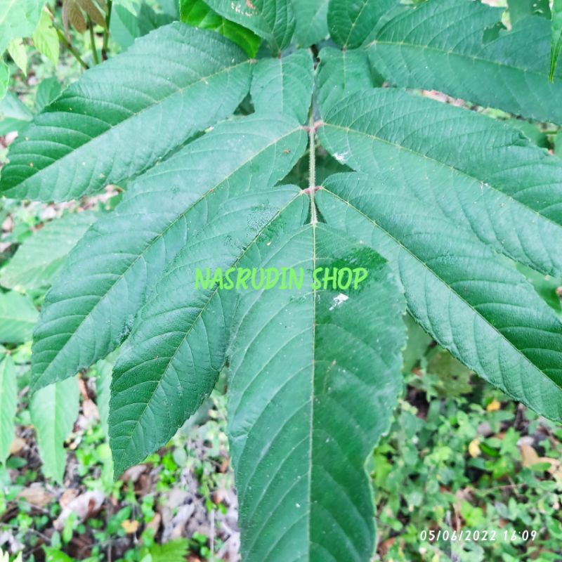 Jual DAUN GIRANG GIRANG SEGAR | DAUN SULANGKAR LANGSUNG PETIK | JIMAT ...