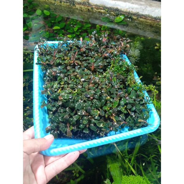 Jual Buce mini Boyan batangan murah (nampan 23x16) | Shopee Indonesia